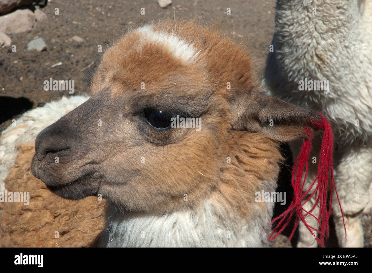 Alpaca ear tag hi-res stock photography and images - Alamy