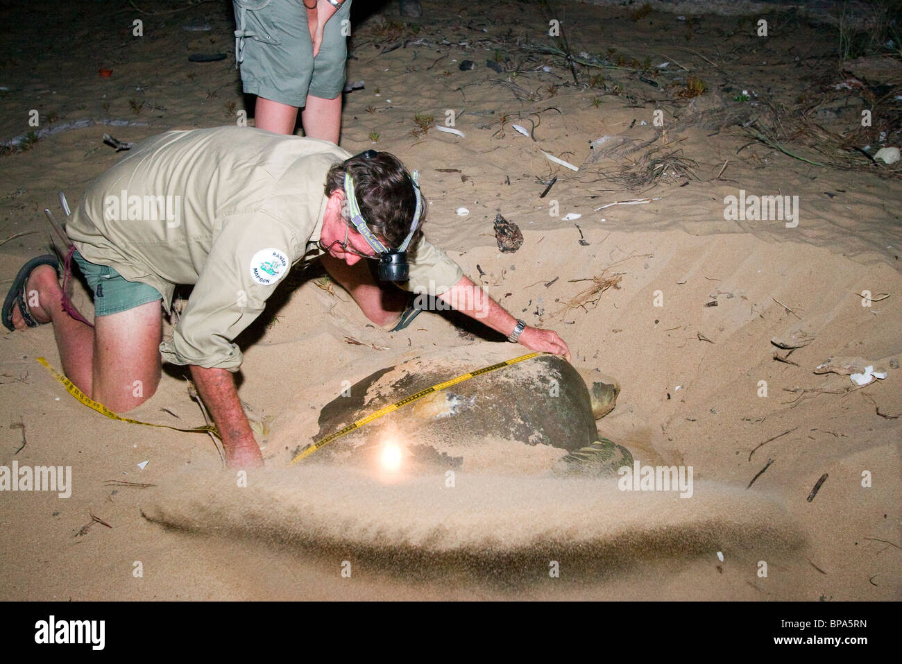 A National Parks ranger measures the carapace of a female turtle making ...