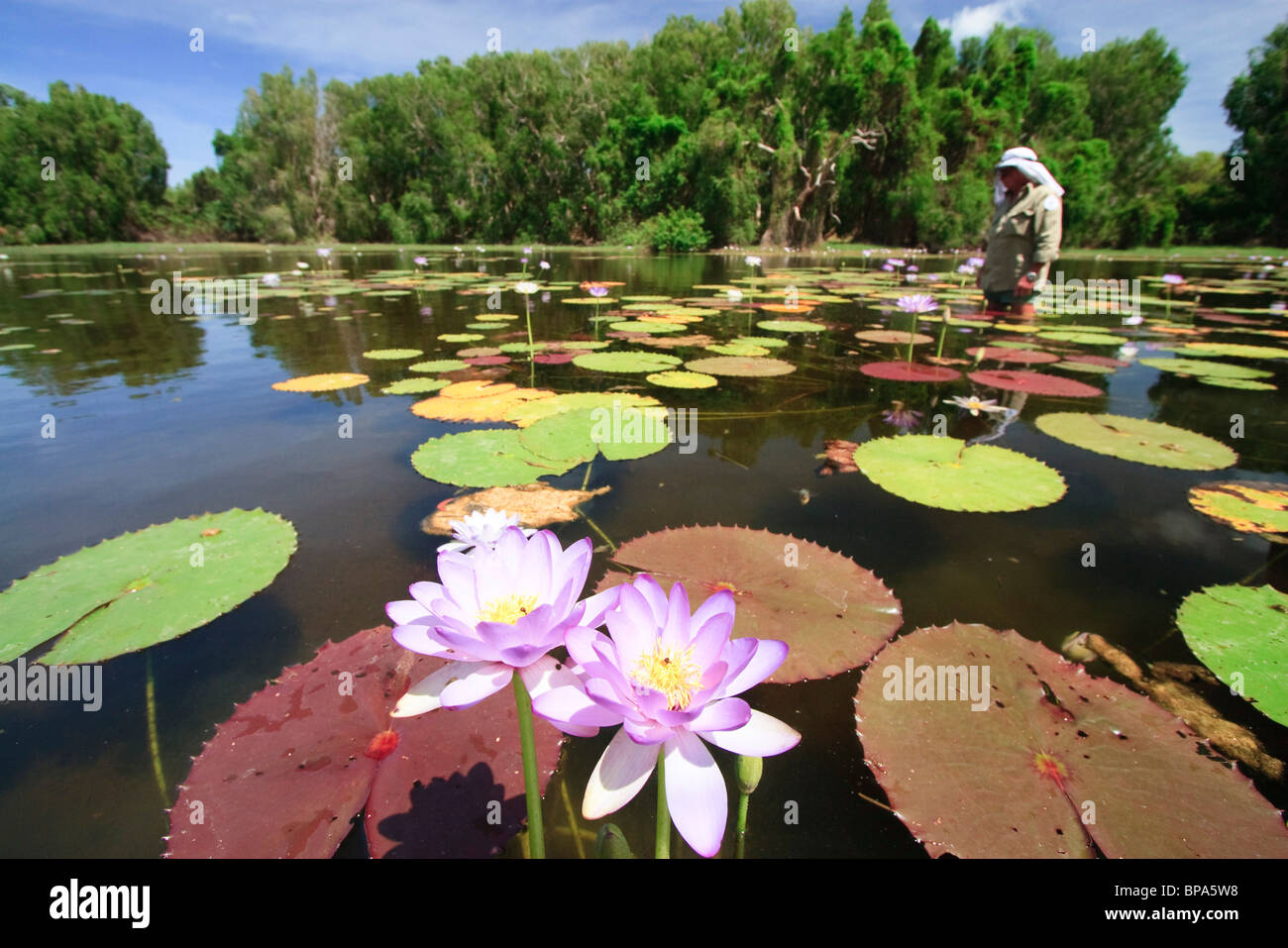 An aboriginal ranger wades in a Cape York waterhole, with flowering ...
