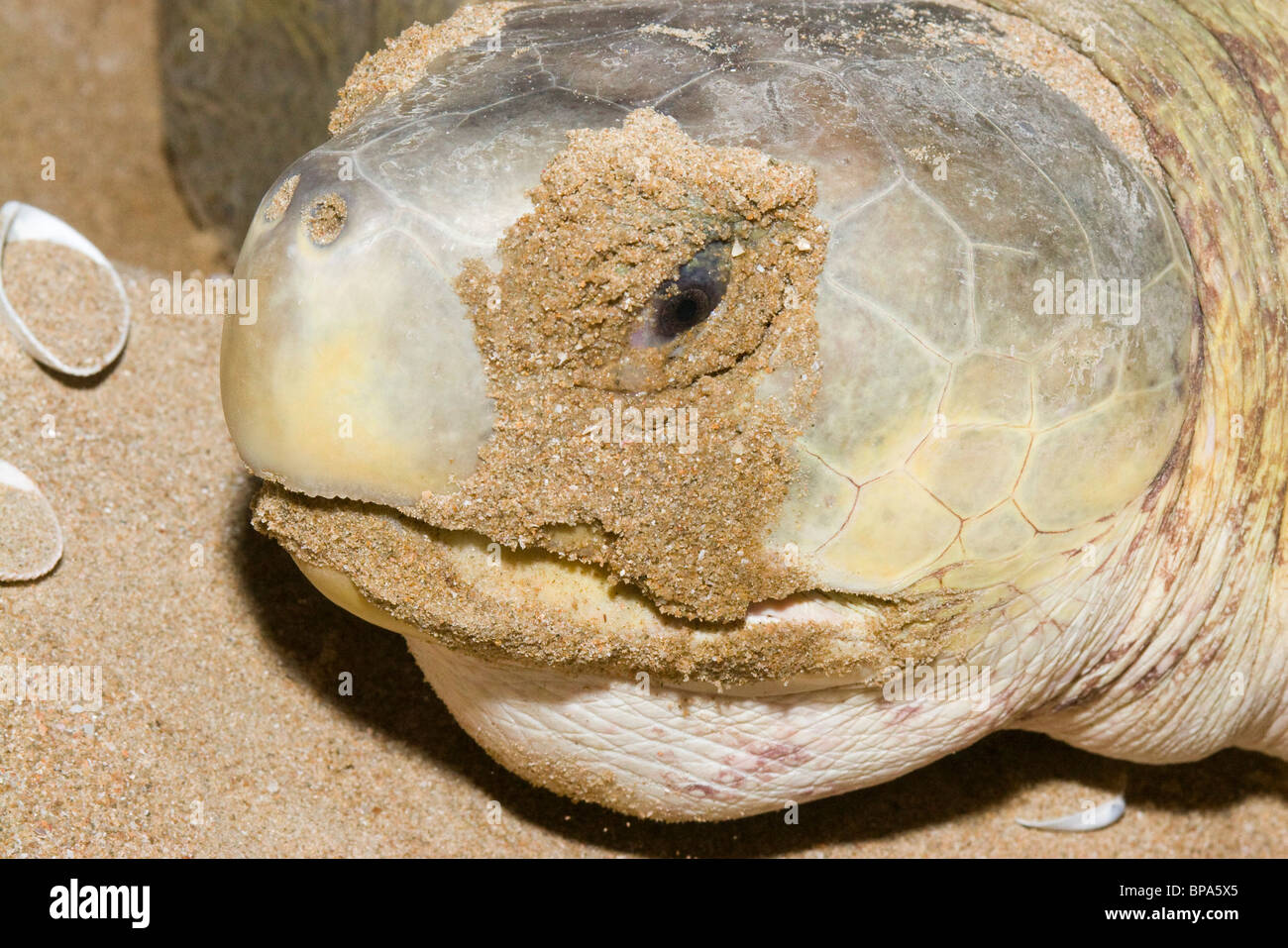 A female turtle laying eggs on Flinder Beach, a remote beach on the ...