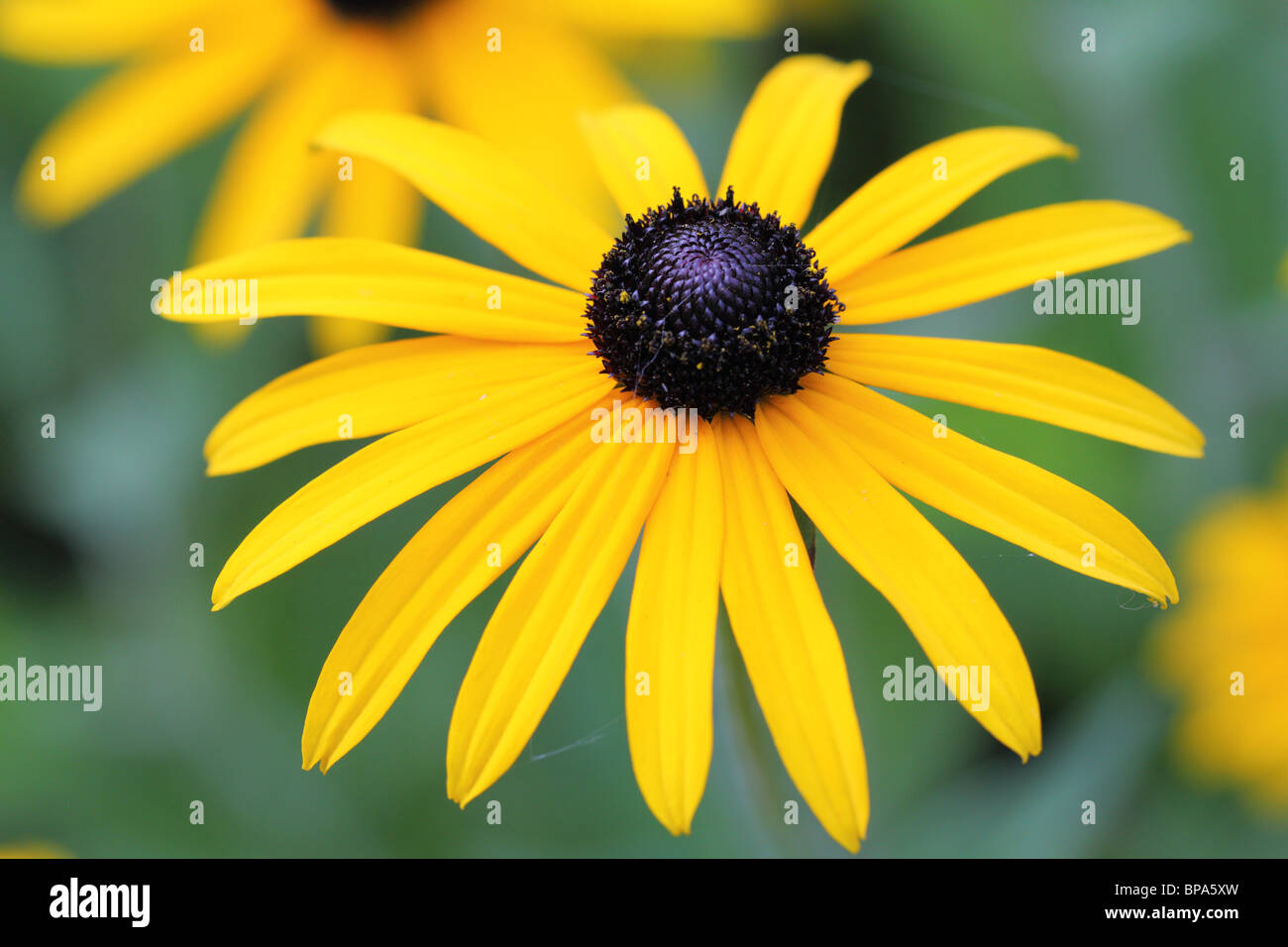 Yellow rudbeckia flower close up Stock Photo - Alamy