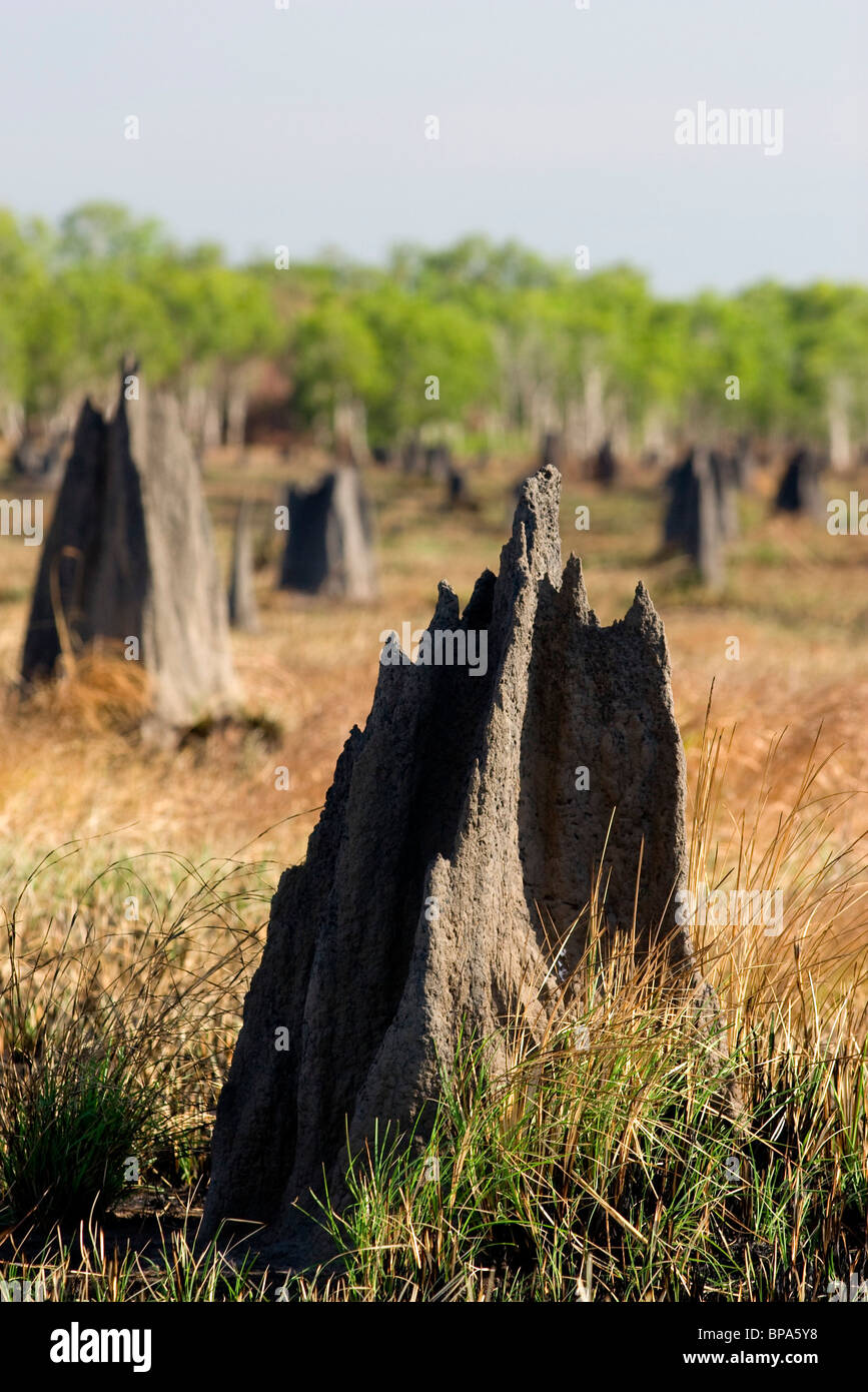 Giant termite mounds dot the landscape of remote Aurukun Wetlands, Cape ...