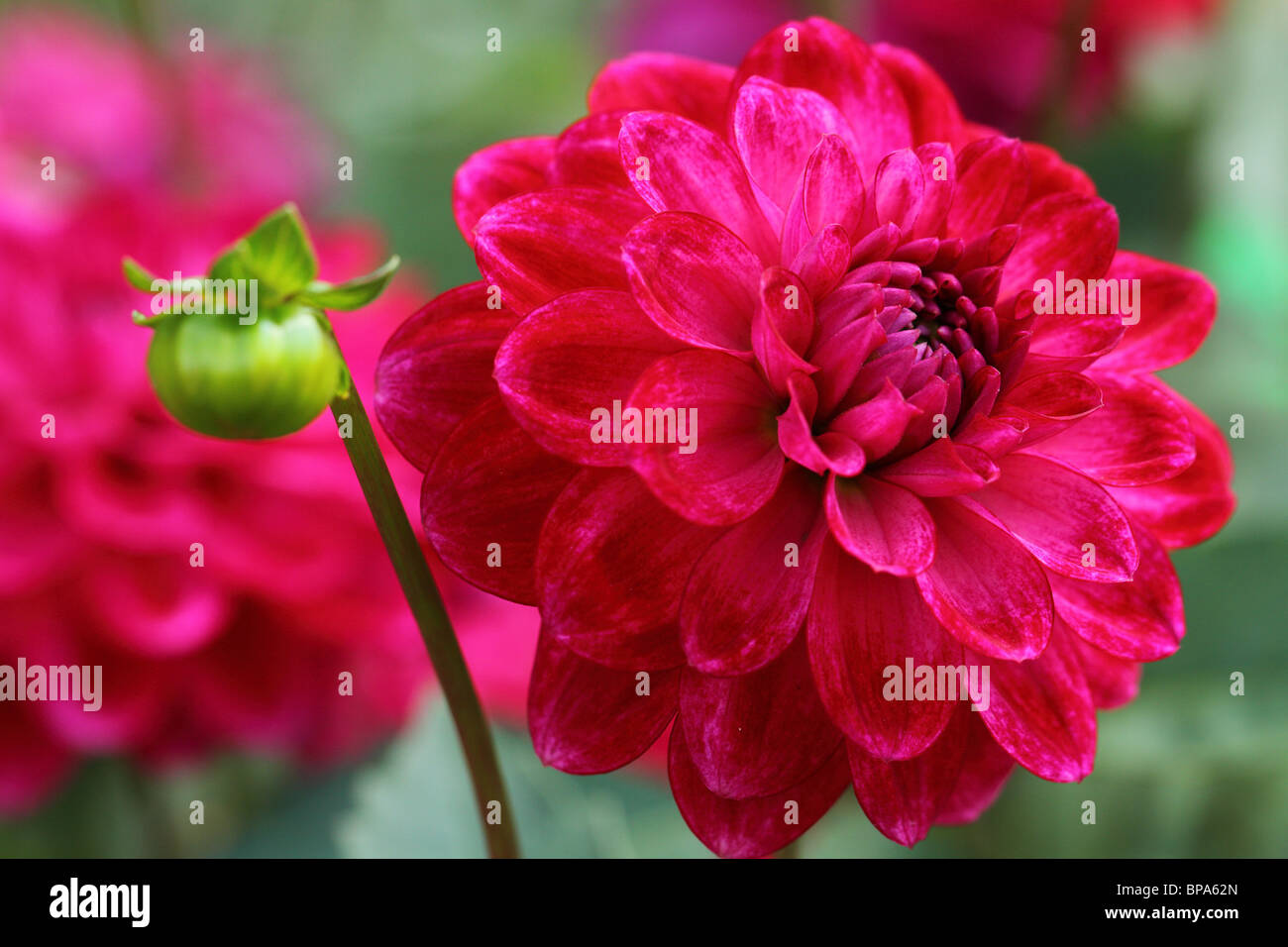 Purpla hi-res stock photography and images - Alamy