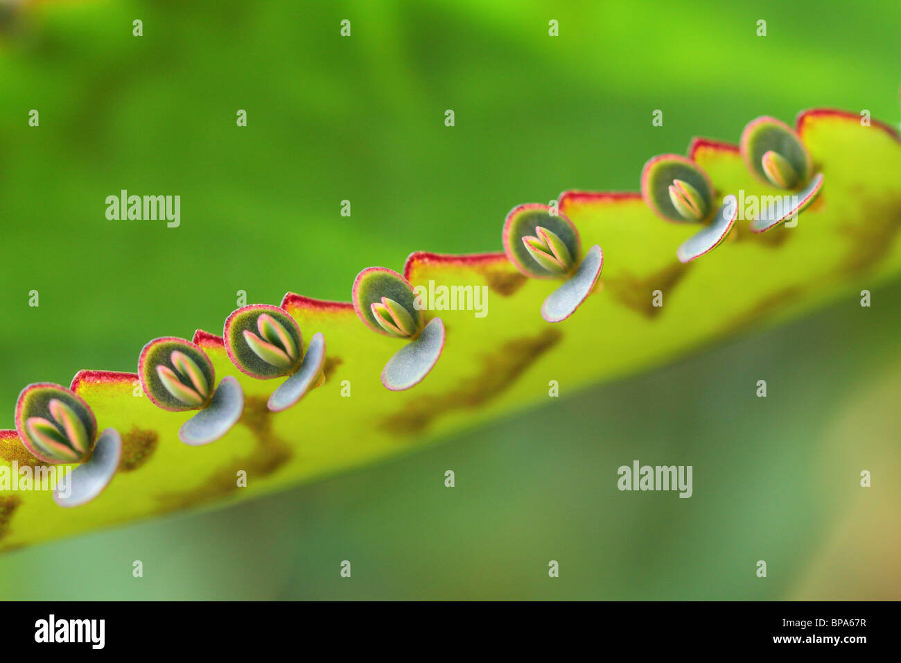 Chandelier plant vegetative propagants off shoots close up Kalanchoe ...