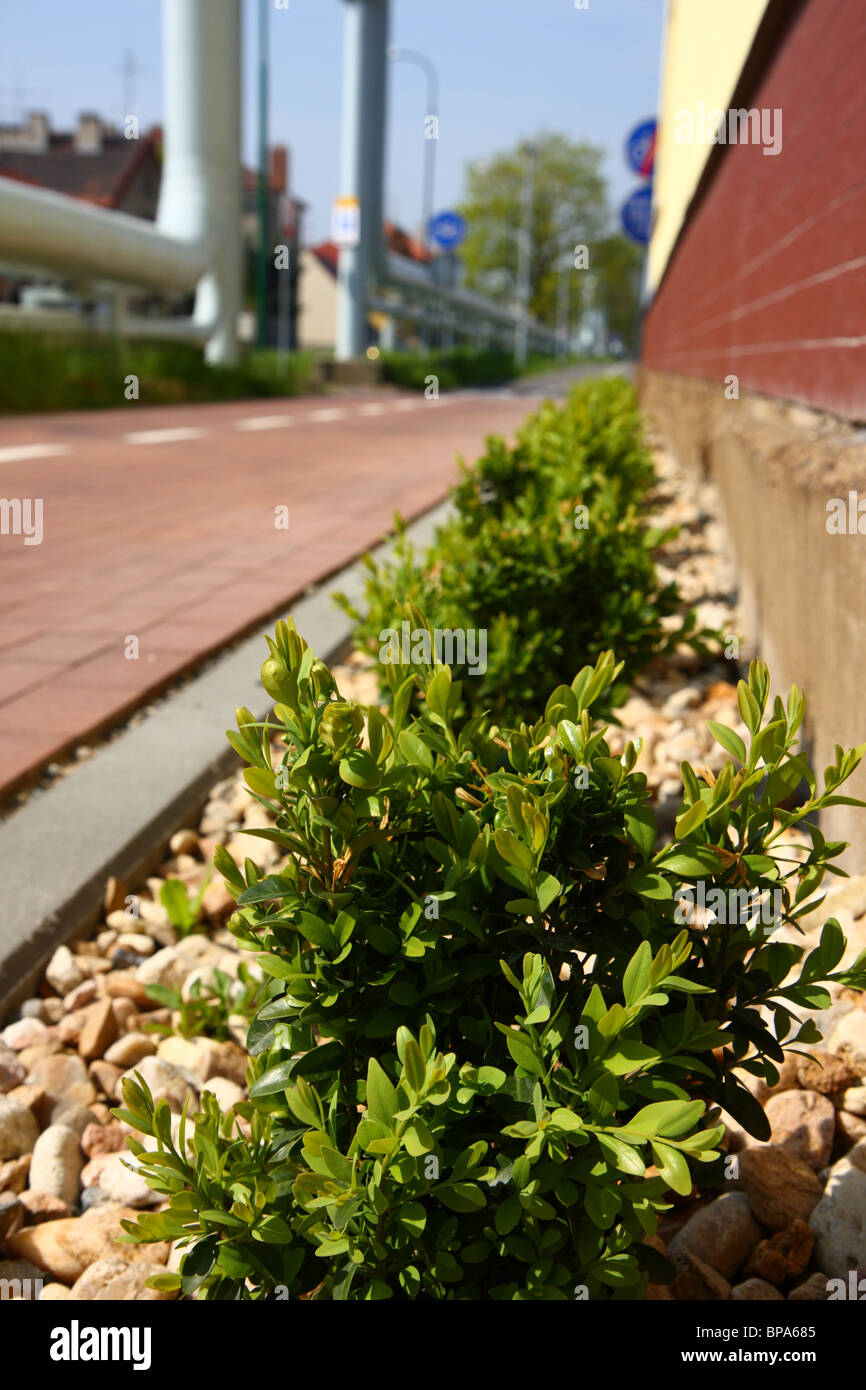 Street with shrubs Stock Photo - Alamy