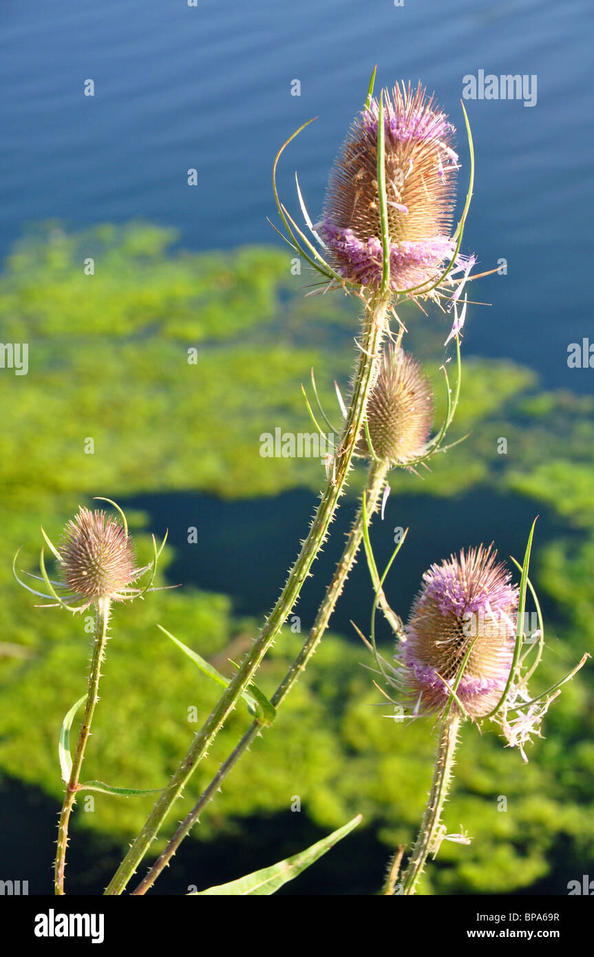 Dorney Wetlands, Berkshire UK: teazle plant Stock Photo - Alamy