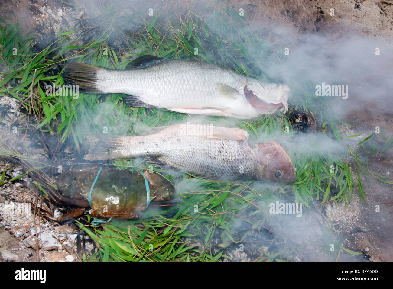 Barrimundi fish and crabs cooking in a traditional aboriginal pit oven ...