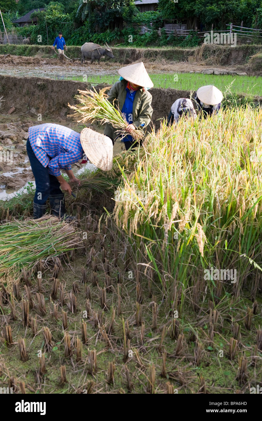 Rice harvest in the Northwest Vietnamese village of Na Bai in July 2010 ...