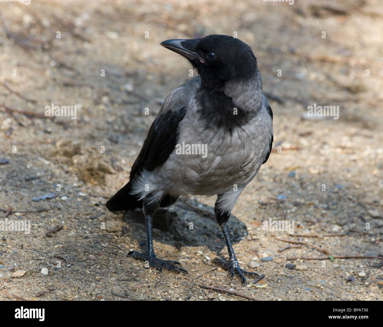 Hooded crow chick hi-res stock photography and images - Alamy