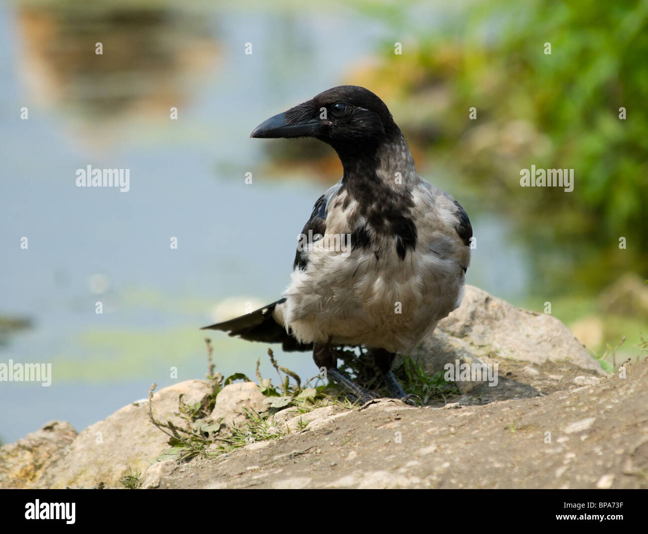 The crow in a natural habitat. Wildlife Photography Stock Photo - Alamy