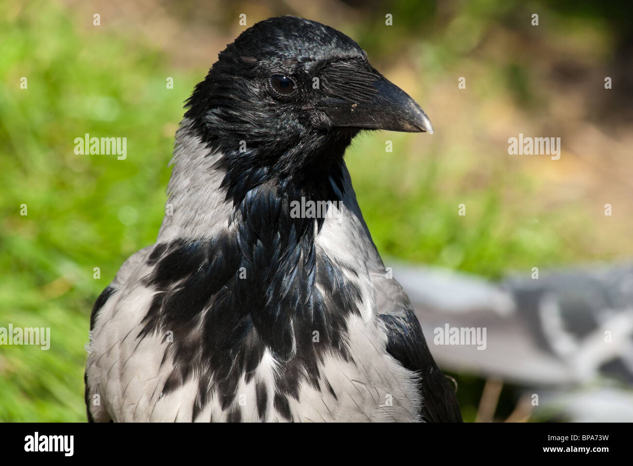 The crow in a natural habitat. Wildlife Photography Stock Photo - Alamy