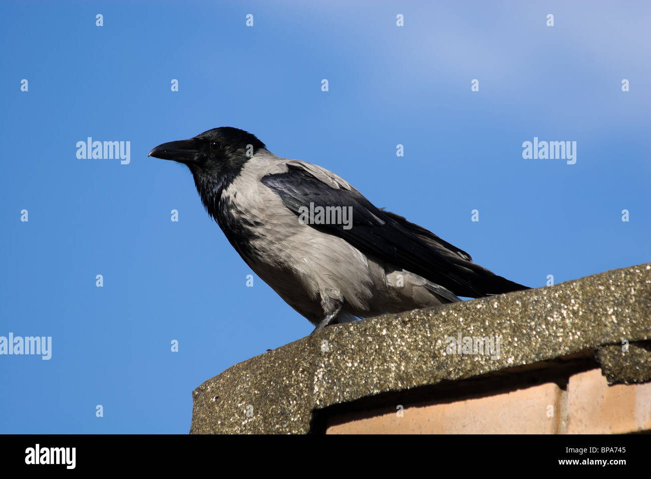 The crow in a natural habitat. Wildlife Photography Stock Photo - Alamy