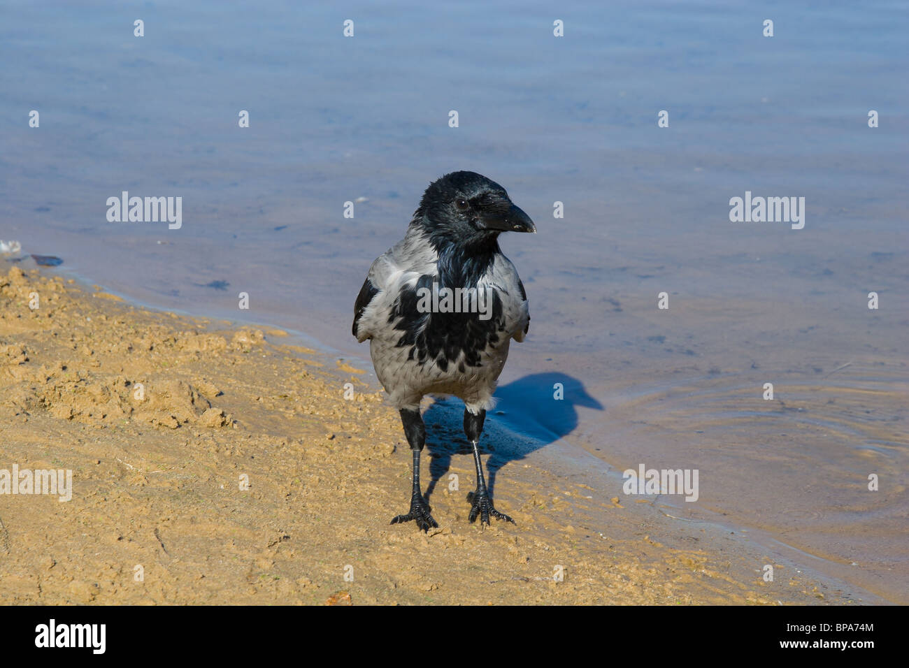 The crow in a natural habitat. Wildlife Photography Stock Photo - Alamy