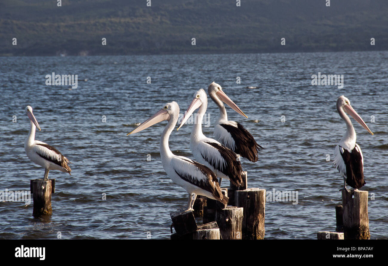 Walpole western australia hi-res stock photography and images - Alamy