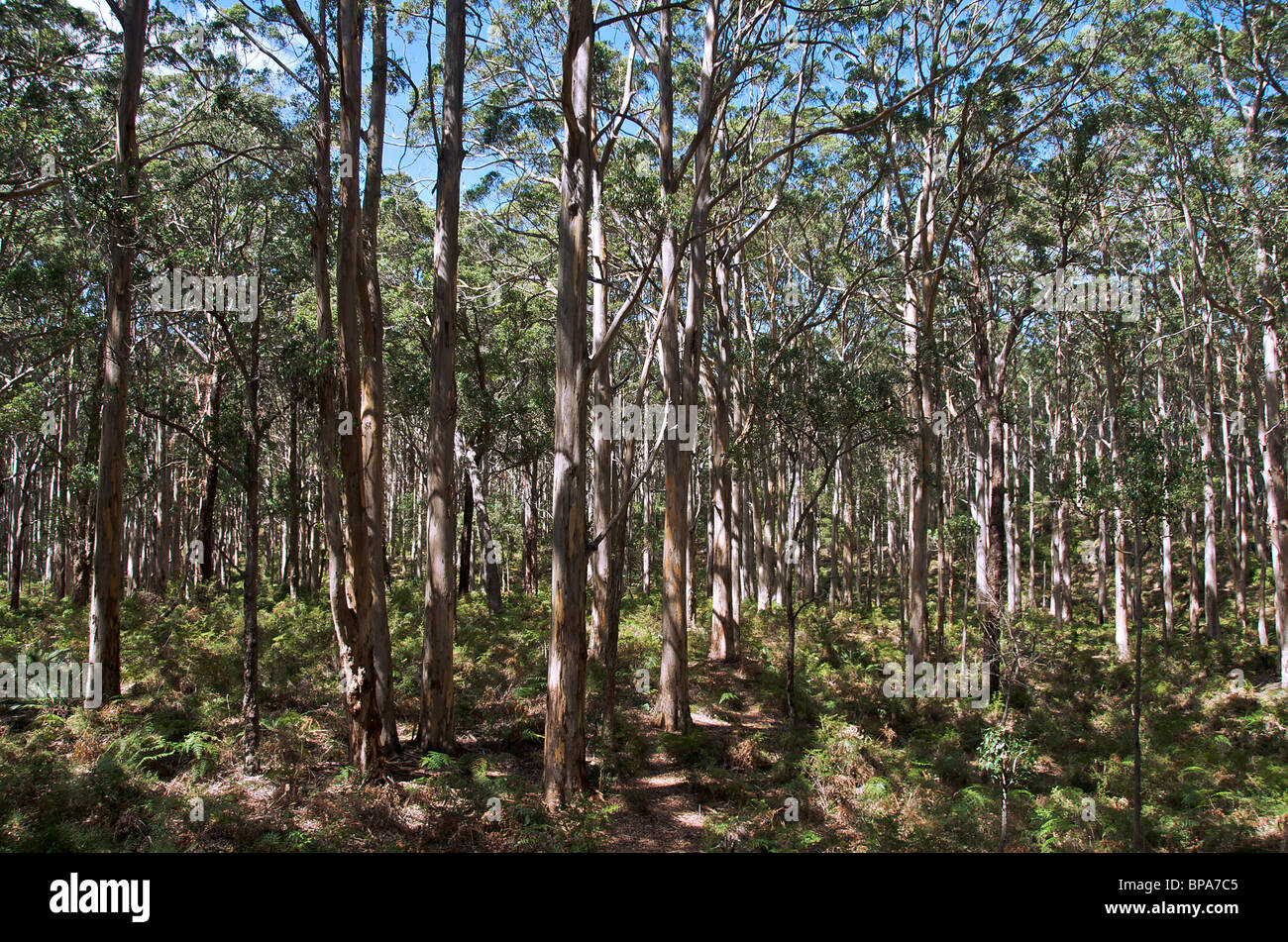 Karri forest Boranup Leeuwin-naturaliste National Park Margaret River ...