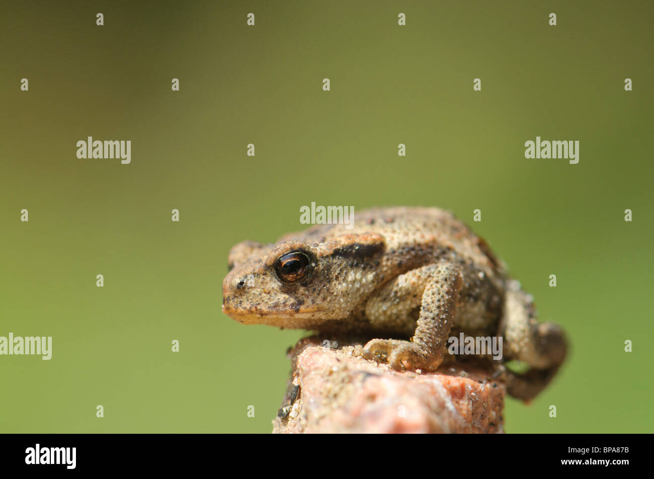 Toad life cycle hi-res stock photography and images - Alamy