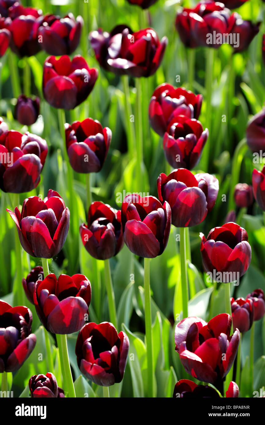 Deep red tulips hi-res stock photography and images - Alamy