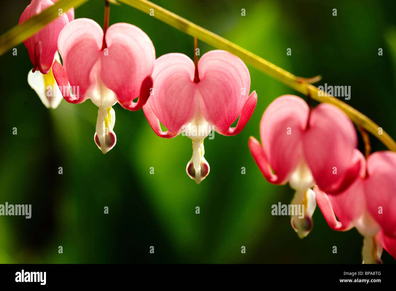 Blooming bleeding heart Stock Photo - Alamy
