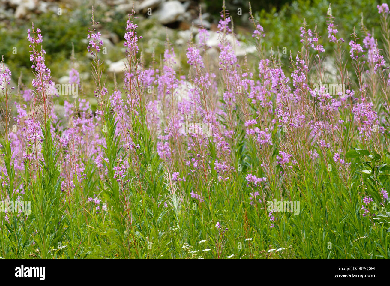 Purple flower extremely common in meadows and pastures fro the Spanish ...