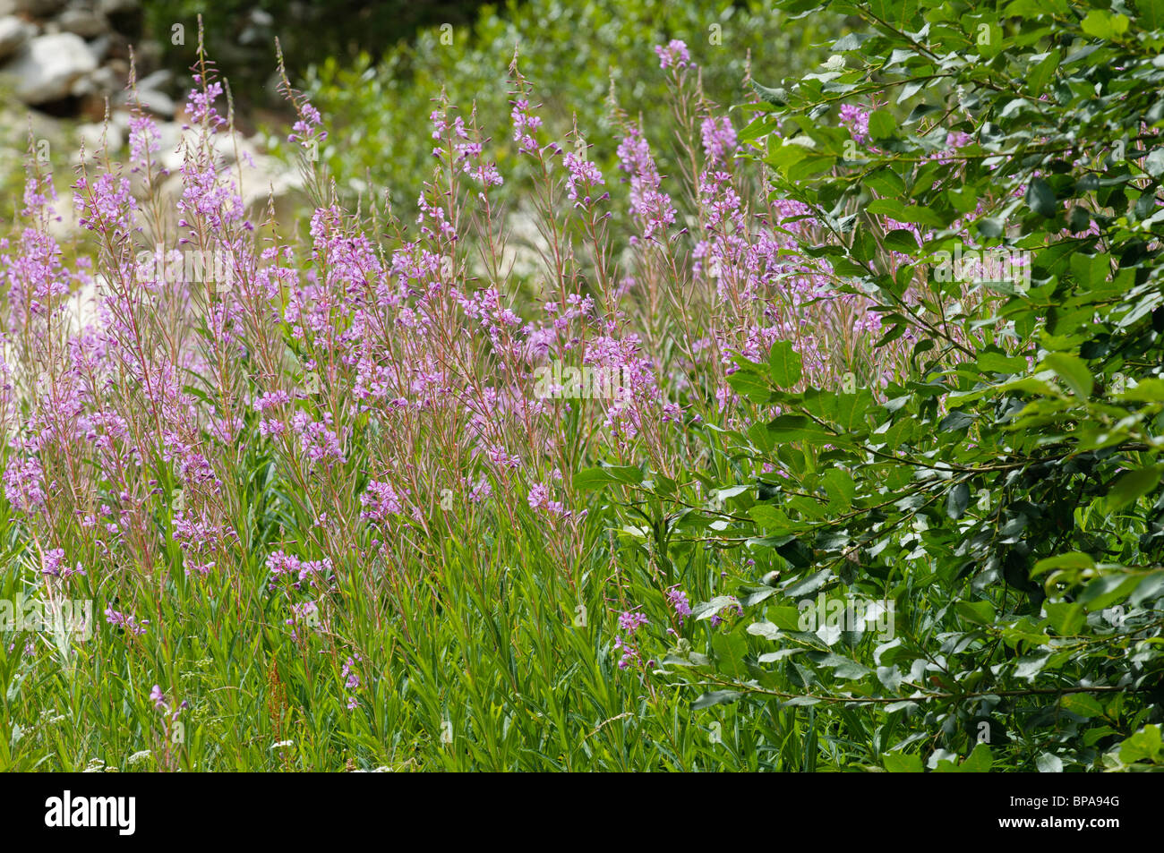 Purple flower extremely common in meadows and pastures fro the Spanish ...