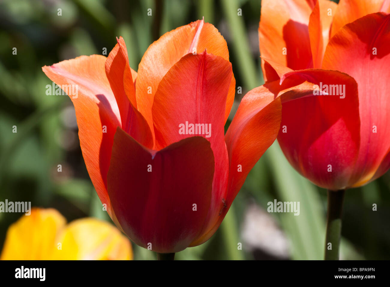 Marjolein red tulips overhead from above wallflowers wallflower blurred ...