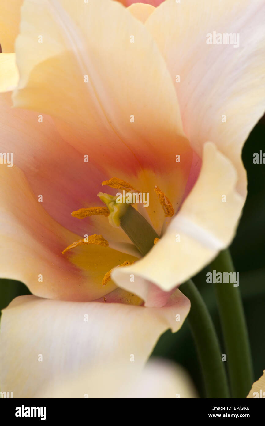 Tulipa blushing lady hi-res stock photography and images - Alamy
