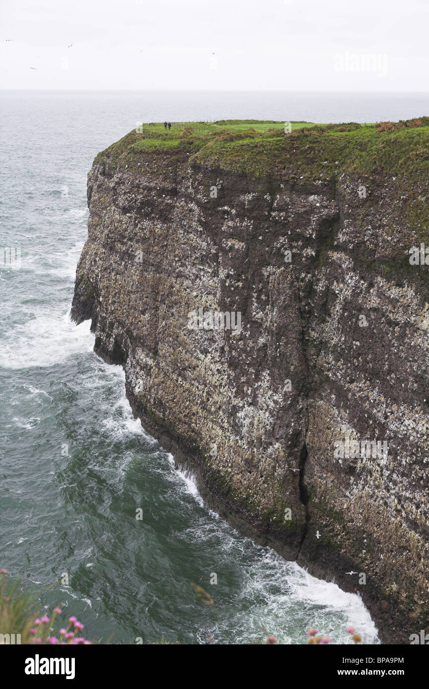 Nesting seabirds on old red sandstone cliffs at Fowlsheugh RSPB nature ...