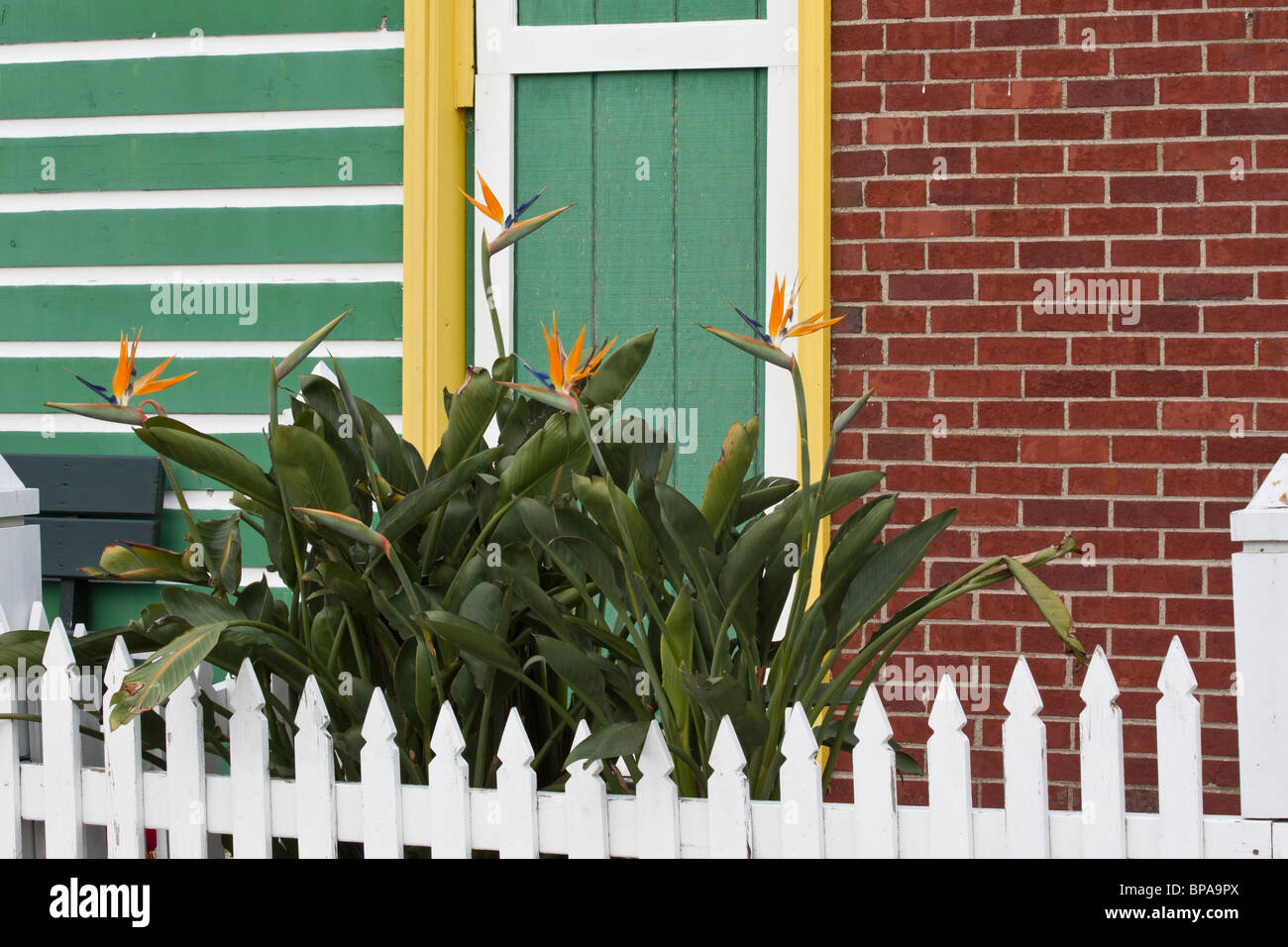 Bird of Paradise or Strelitzia reginae a exotic fllower pictures images ...