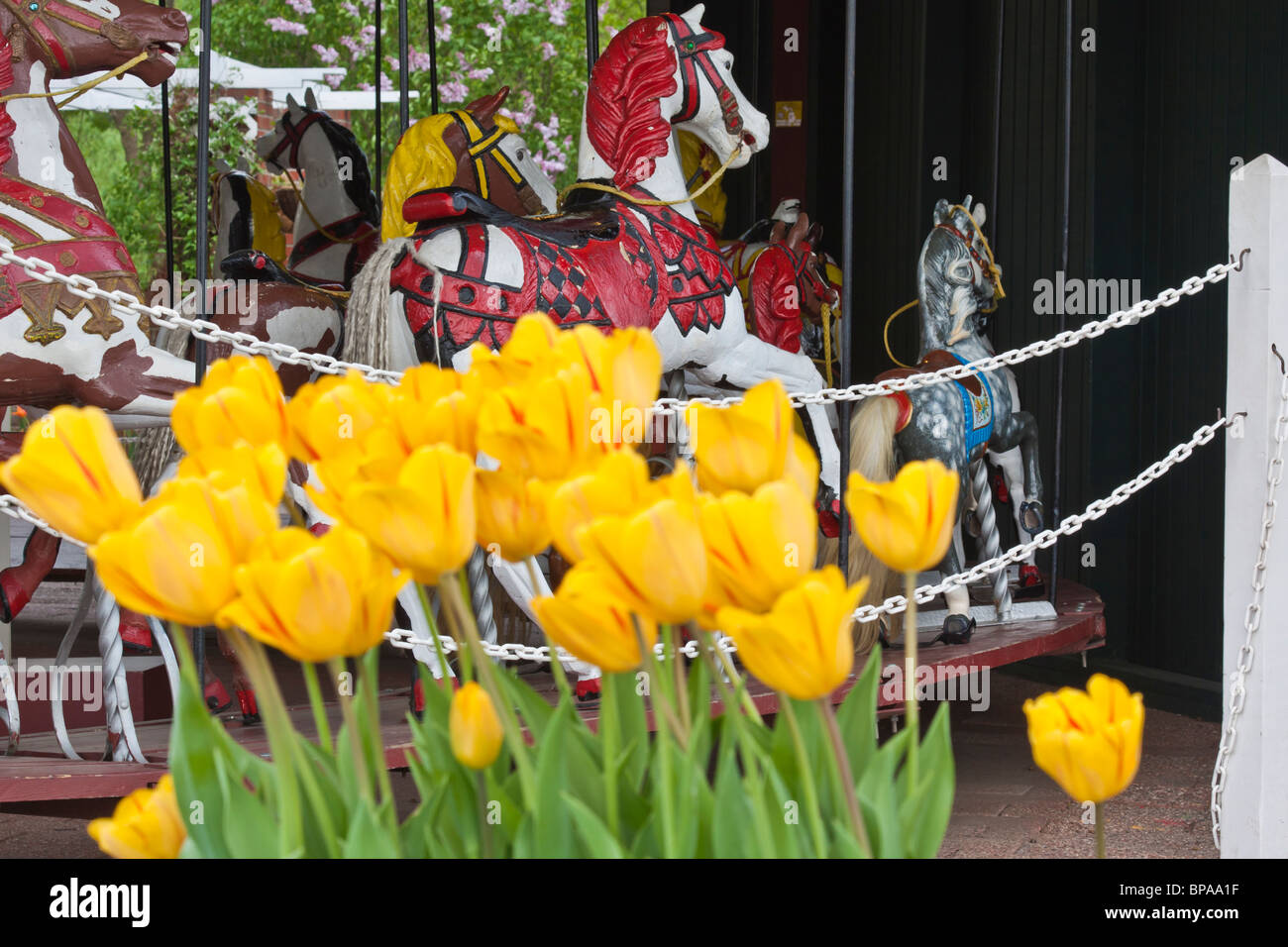Tulip time festival Dutch Holland Michigan in USA View of the carousel ...