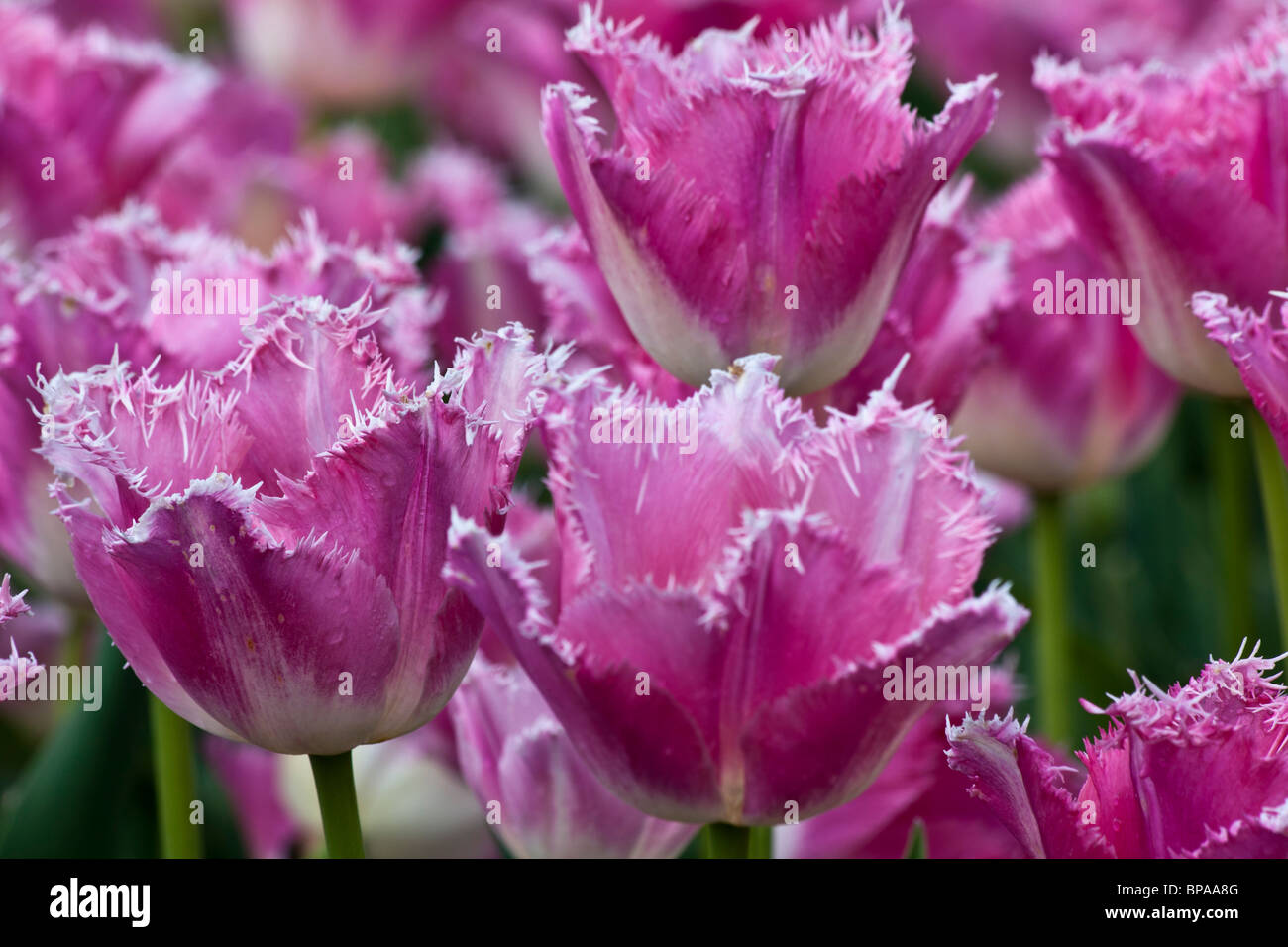 Tulip time festival Dutch Holland Michigan MI in USA US tulips pink ...