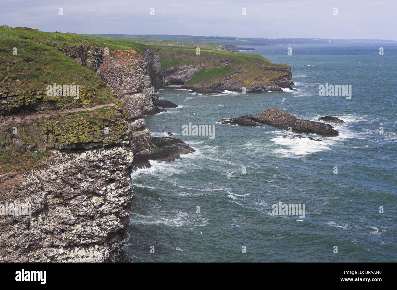 Nesting seabirds on old red sandstone cliffs at Fowlsheugh RSPB nature ...
