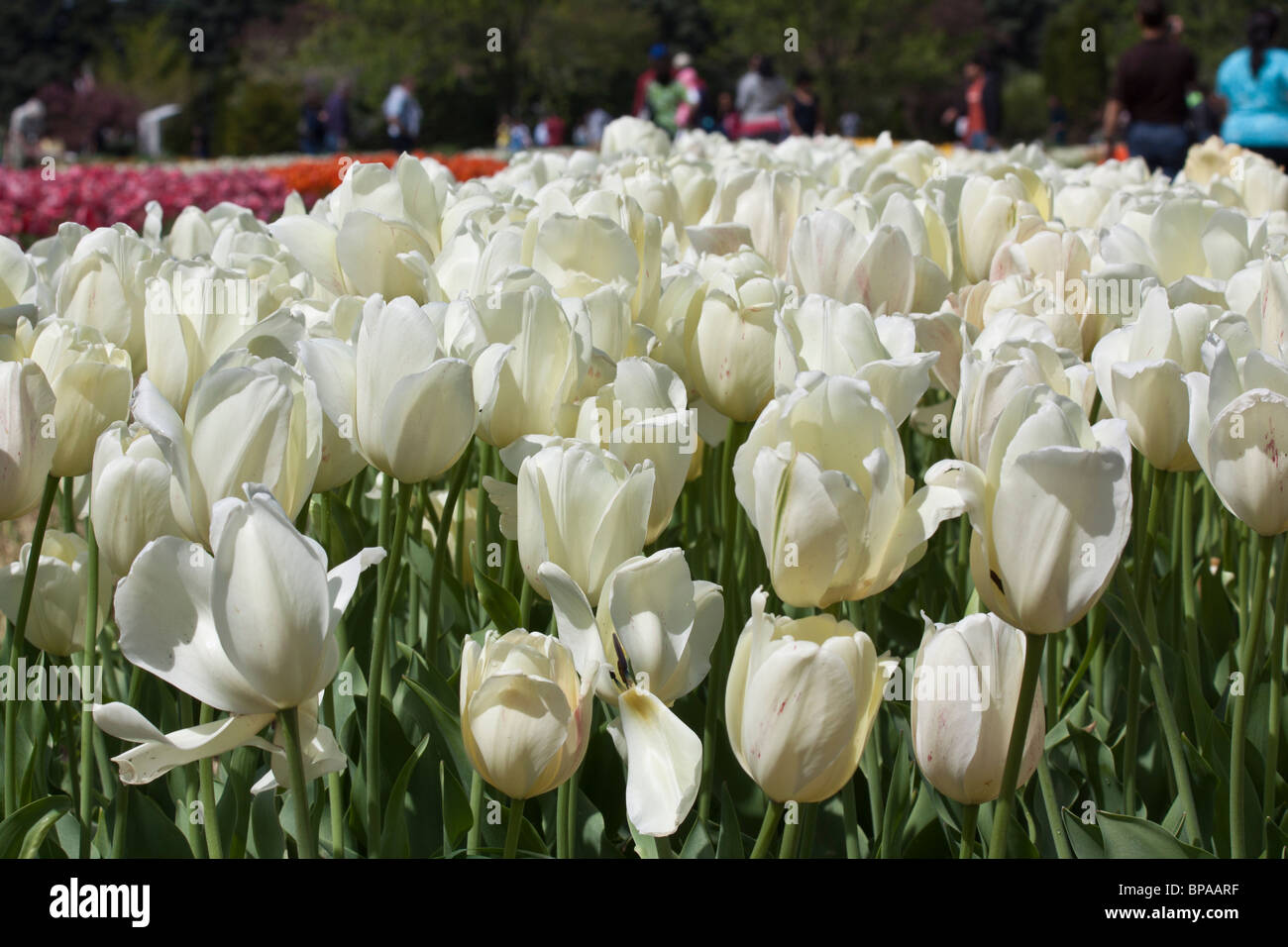 Tulip Time Festival Dutch Holland Michigan MI white tulips Triumphator ...
