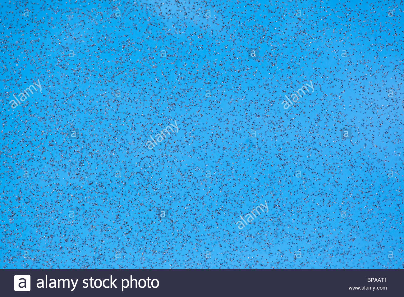 Ontario Insects High Resolution Stock Photography and Images - Alamy