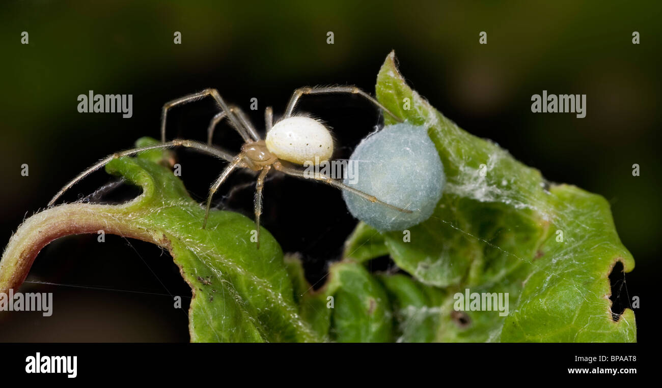 Female comb footed spider, Enoplognatha ovata, tending its bluish egg ...