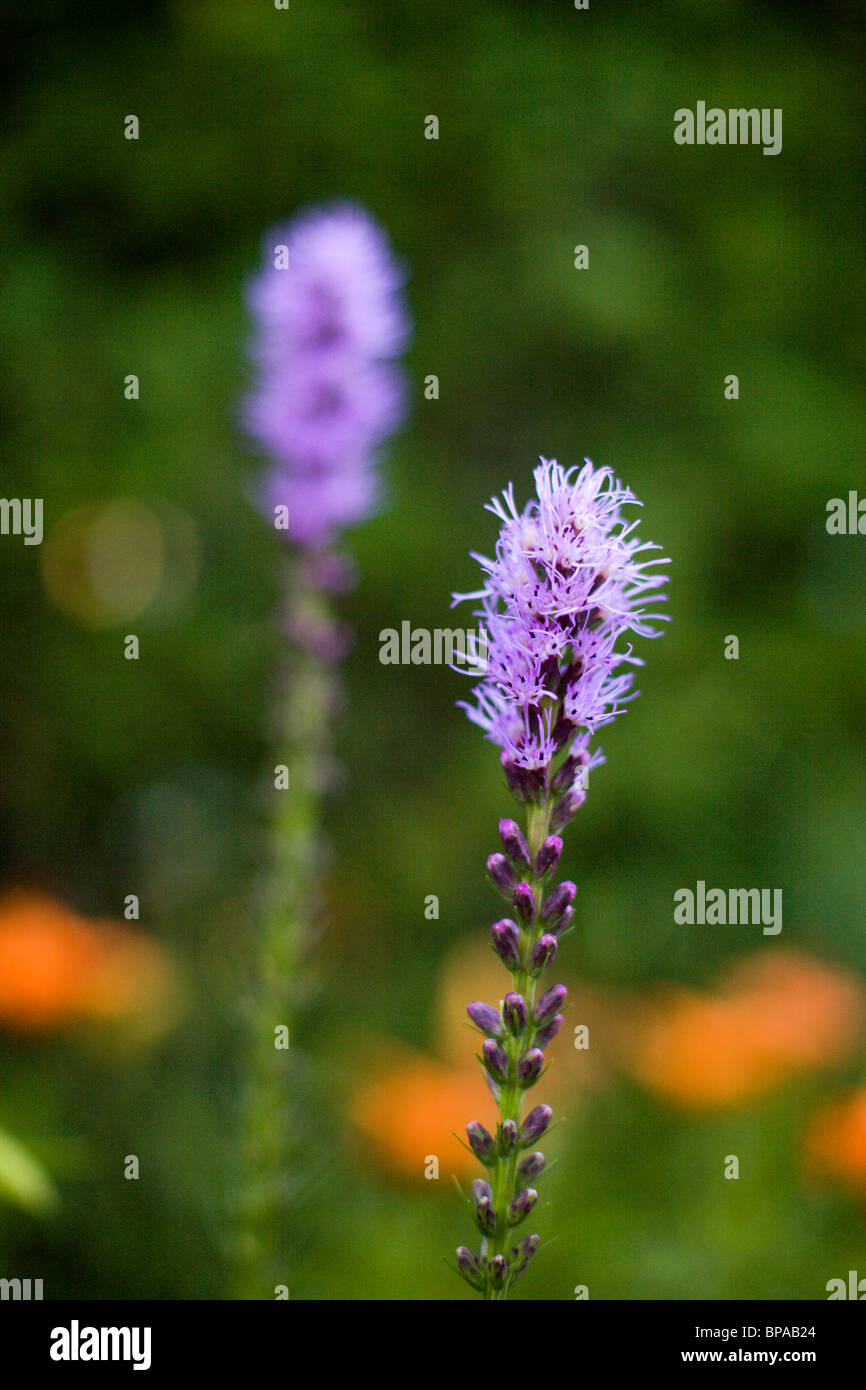 Purple flourish hi-res stock photography and images - Alamy