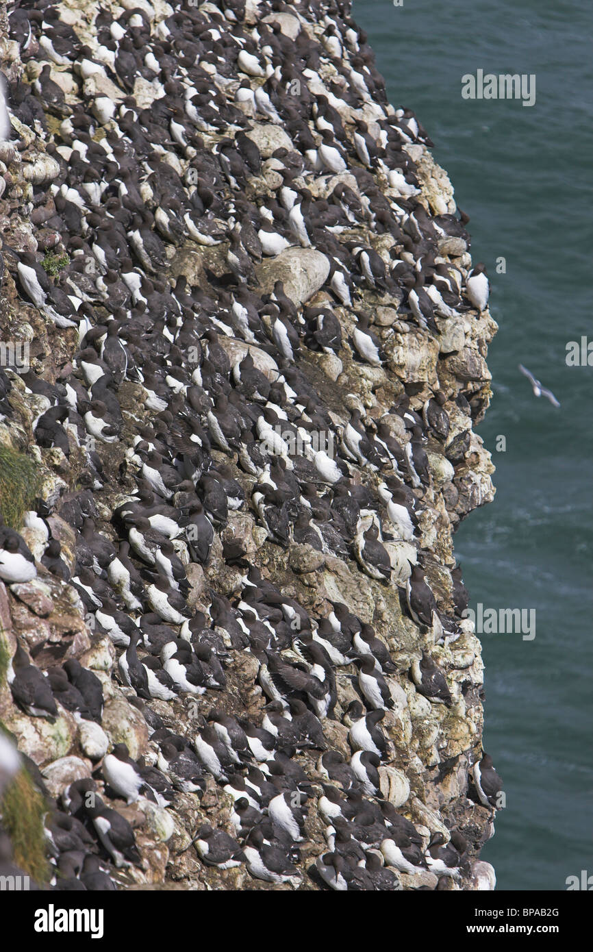 Bird droppings on sandstone hi-res stock photography and images - Alamy
