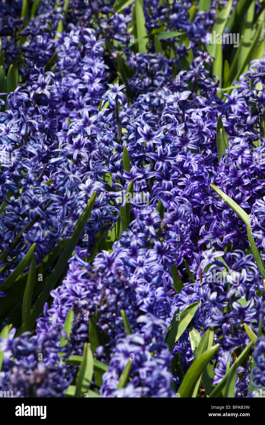 Purple Hyacinth Hyacinthus blooming beautiful flowers from above ...