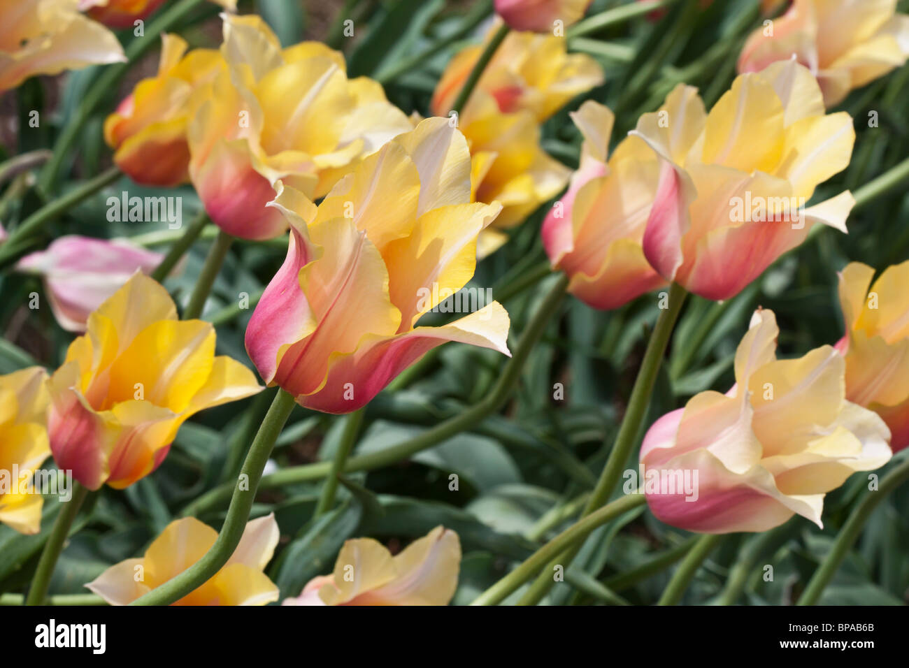 Tulip Time Festival Dutch Holland Michigan in USA yellow tulips ...