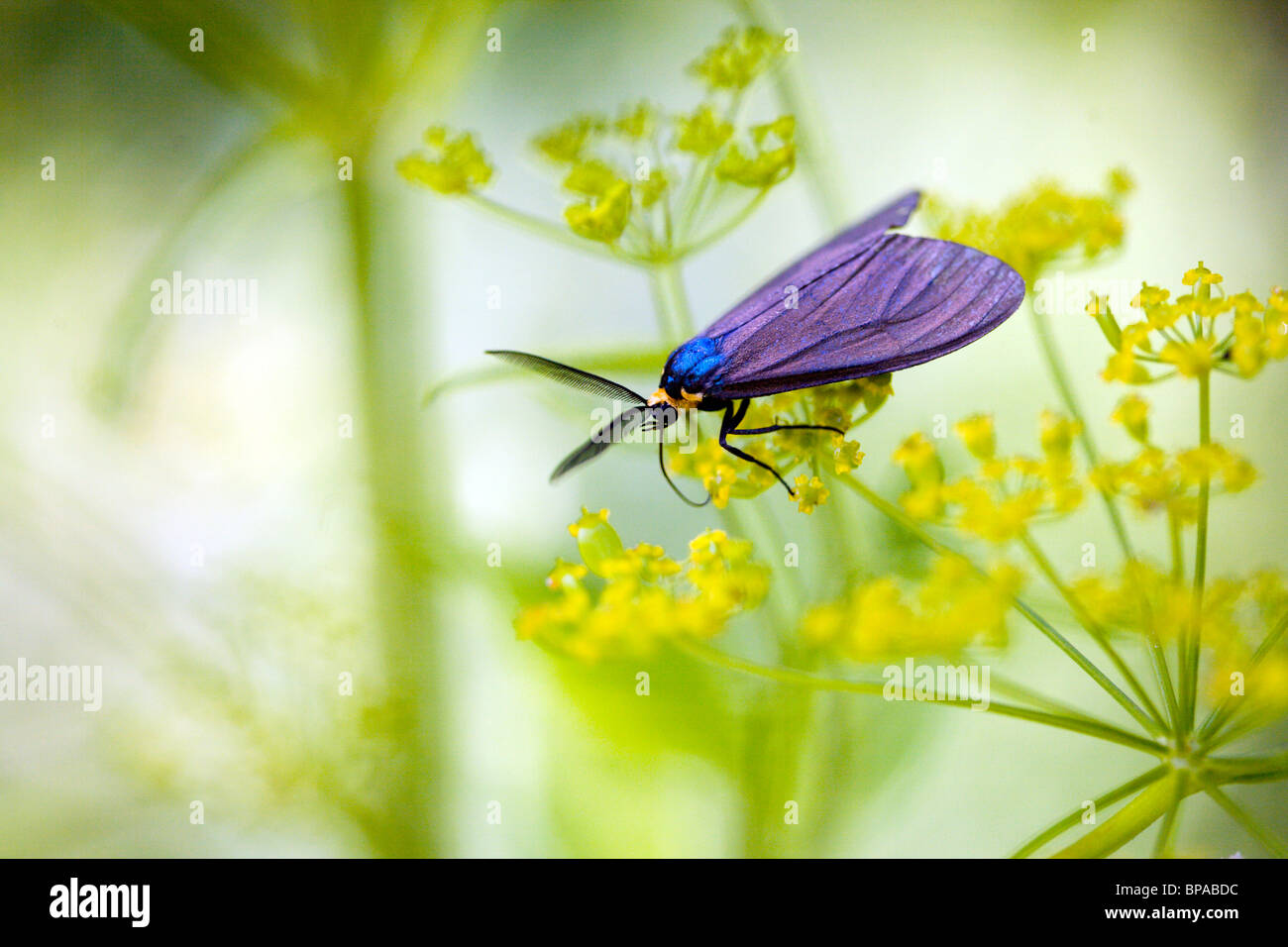 Iridescent moth hi-res stock photography and images - Alamy