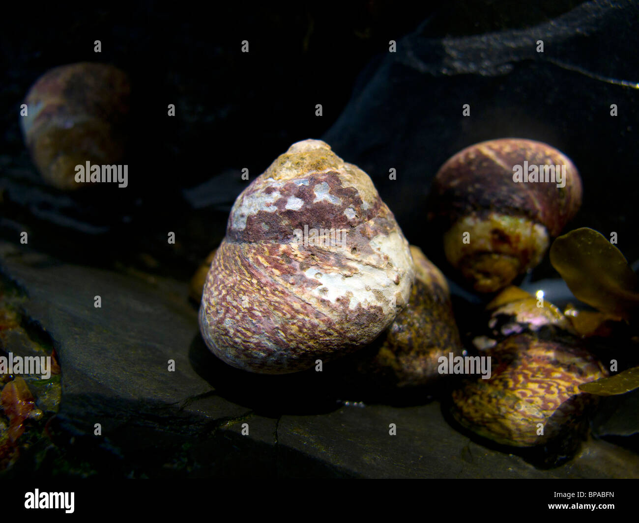 A sea shell on rocks in Tunnels Beaches in Ilfracombe, north Devon ...