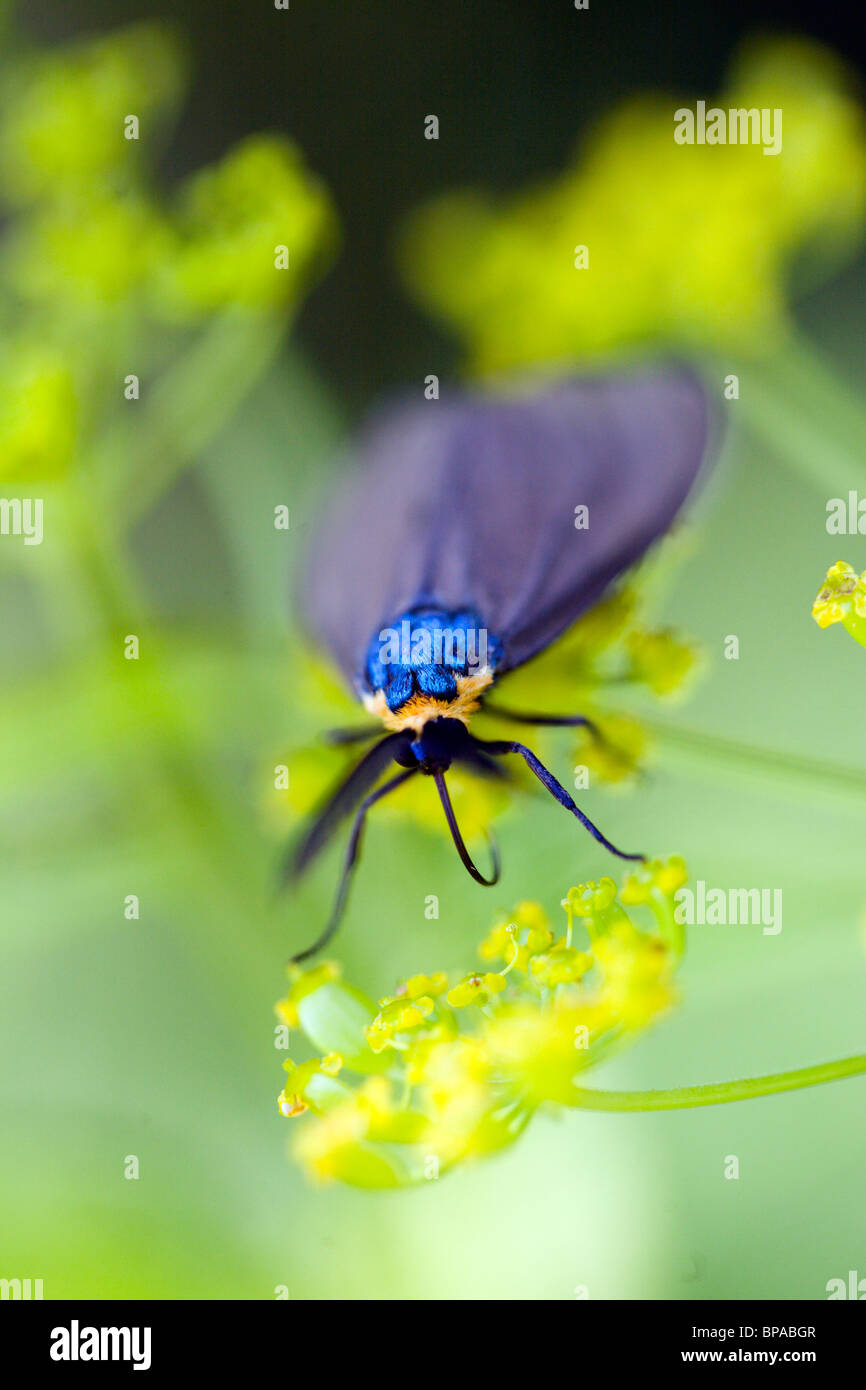 Moth legs hi-res stock photography and images - Alamy