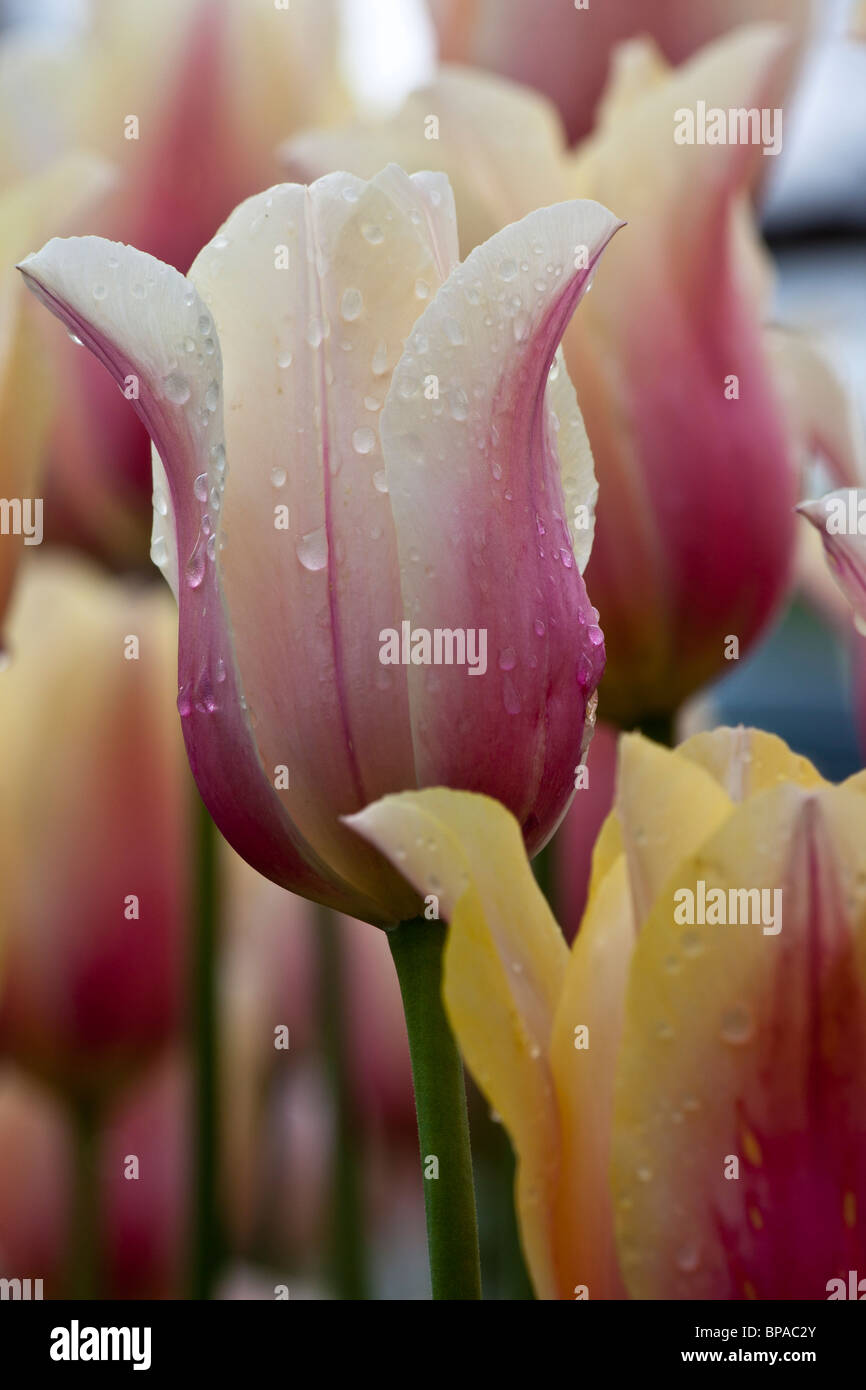 Tulip blushing lady hi-res stock photography and images - Alamy
