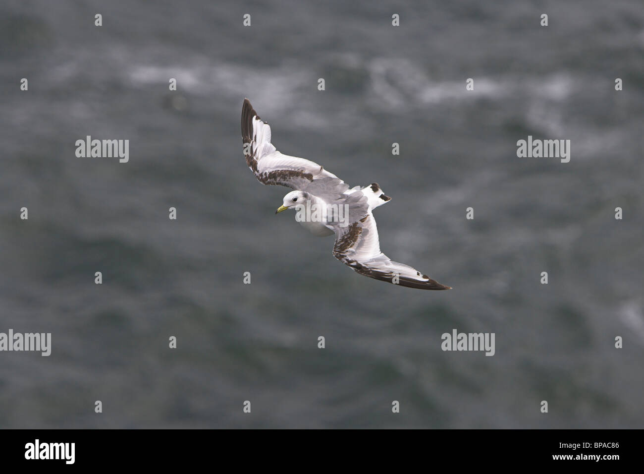 Juvenile kittiwake in flight hi-res stock photography and images - Alamy
