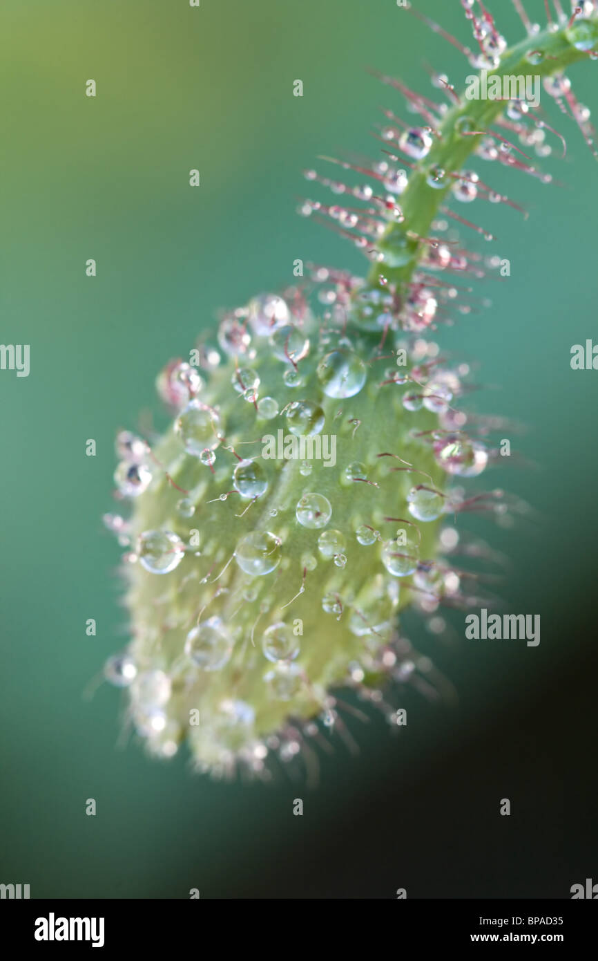 Poppy bud with dew drops hi-res stock photography and images - Alamy