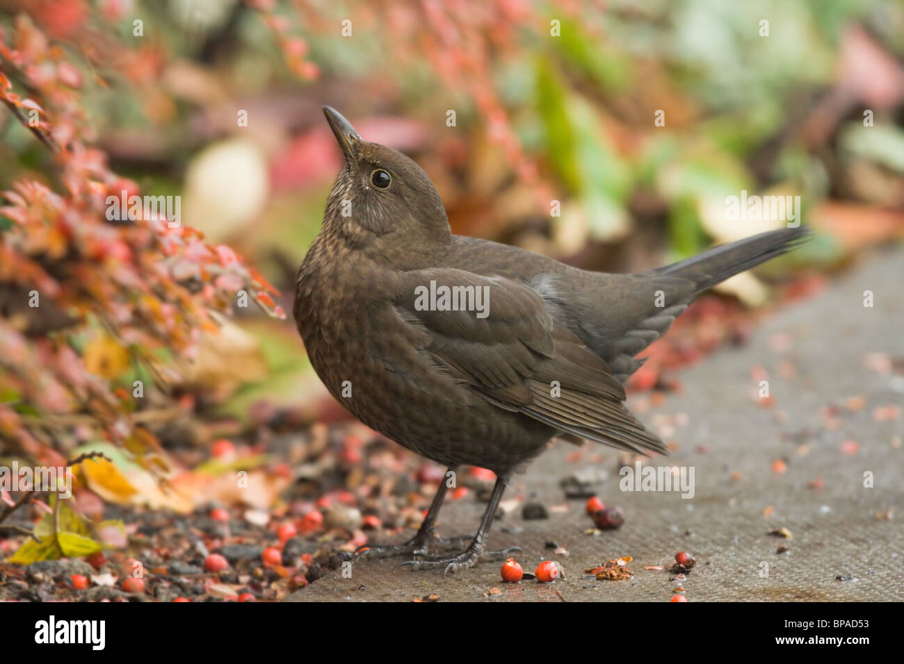 Female blackbird hi-res stock photography and images - Alamy