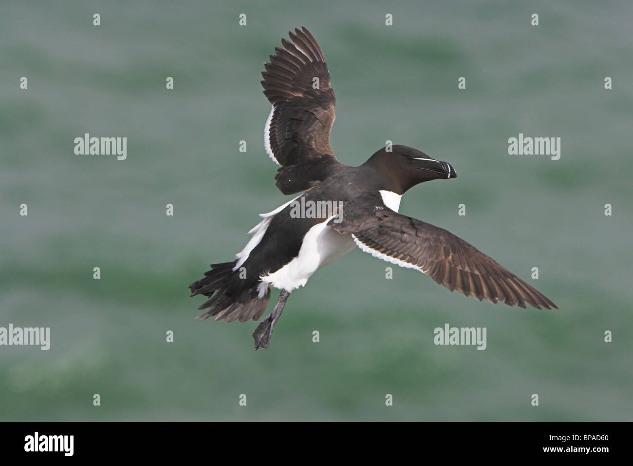 Razorbill In Flight High Resolution Stock Photography and Images - Alamy