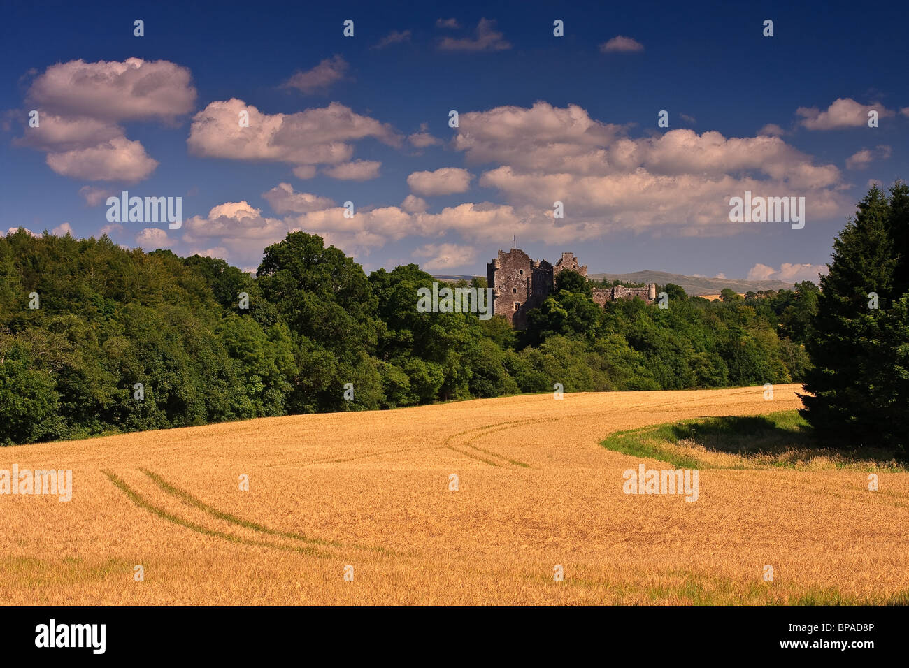 Summer Farmland, with golden wheat in the foreground and Doune Castle ...