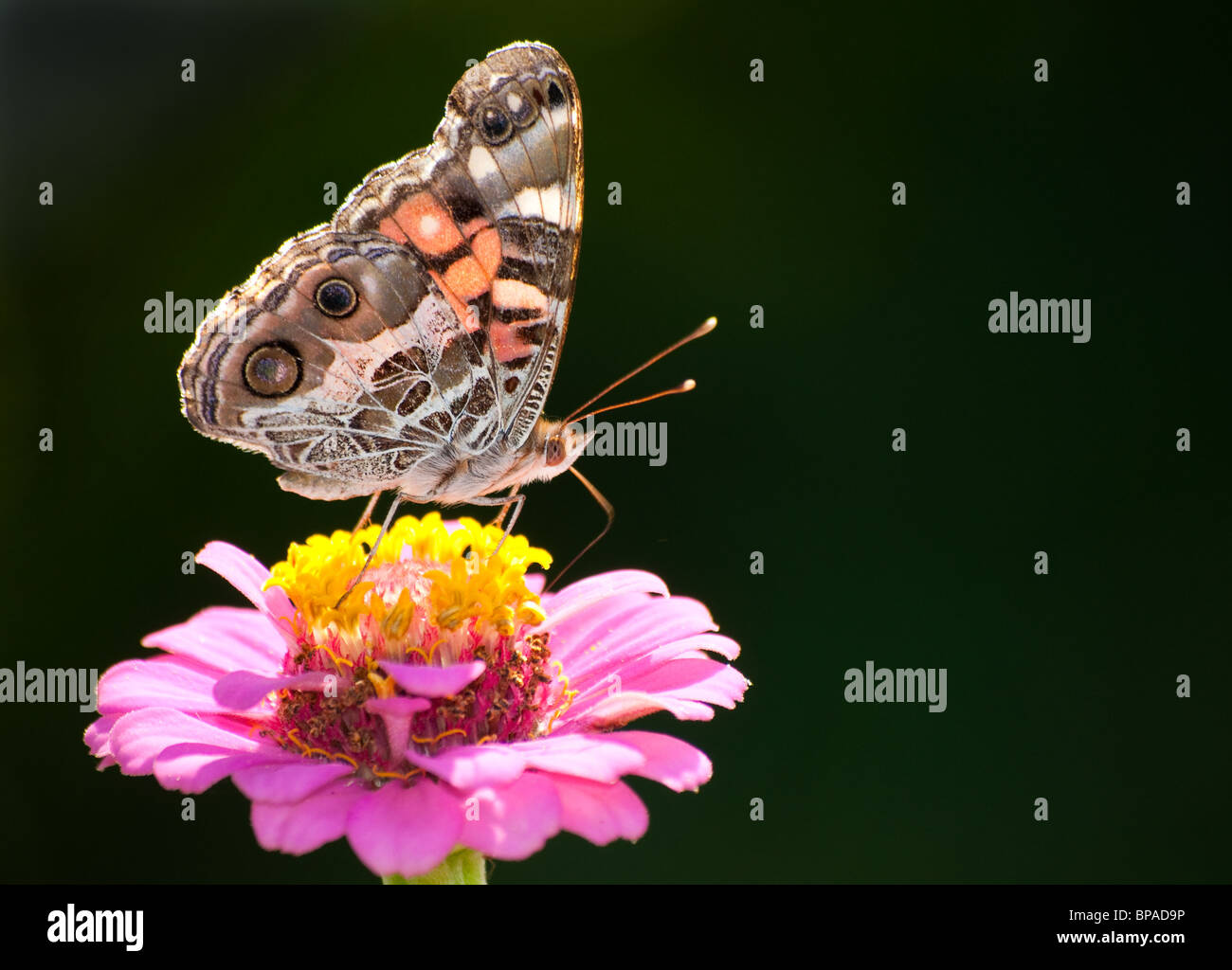 Colorful American Painted Beauty butterfly Stock Photo - Alamy