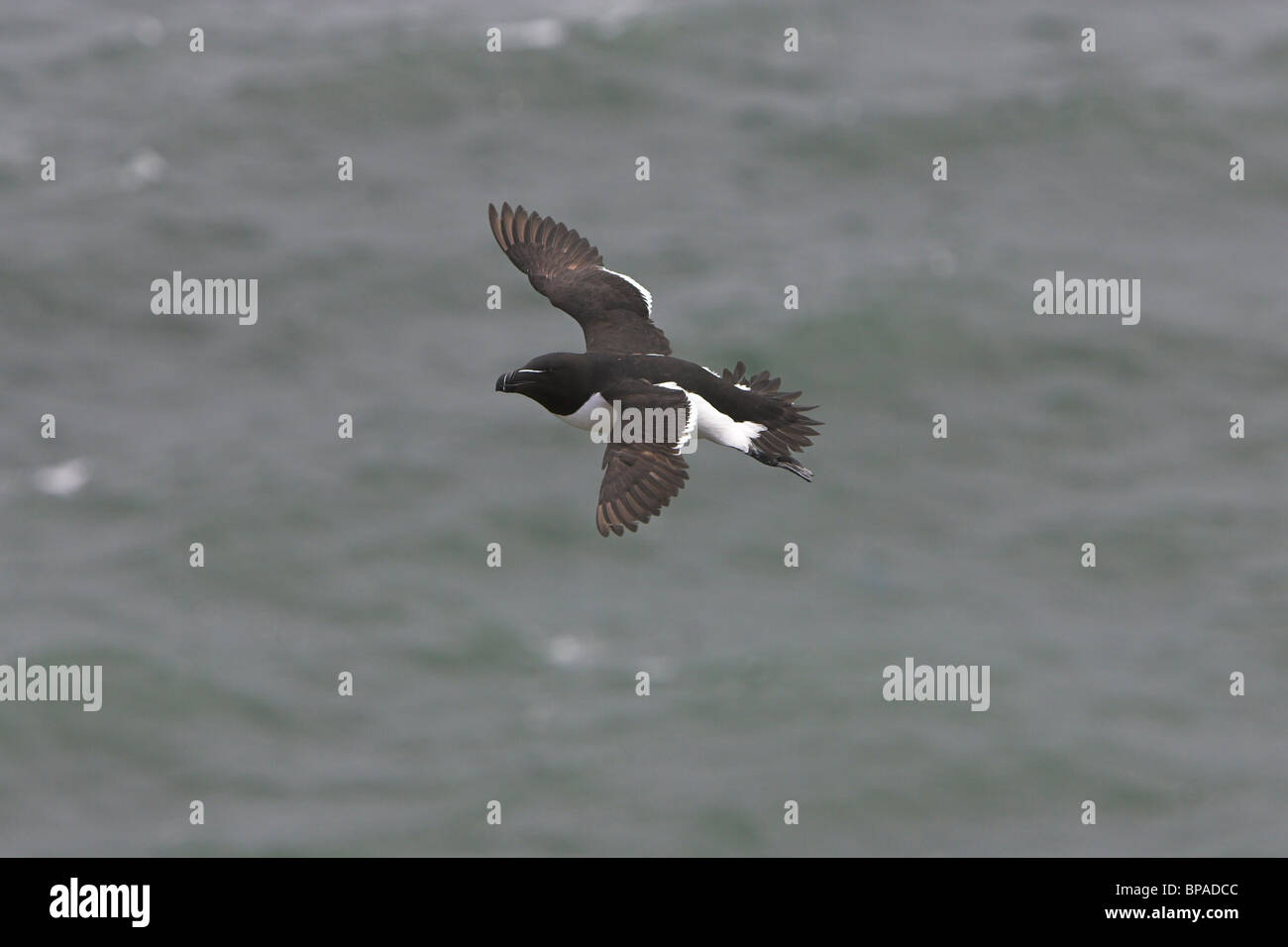 Razorbill In Flight High Resolution Stock Photography and Images - Alamy
