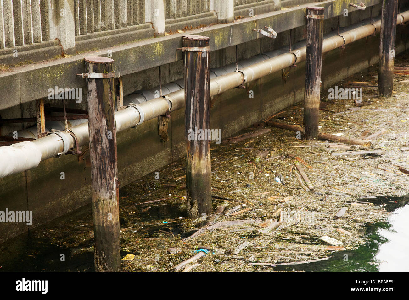 Litter and debris in water near Seattle Aquarium Stock Photo - Alamy